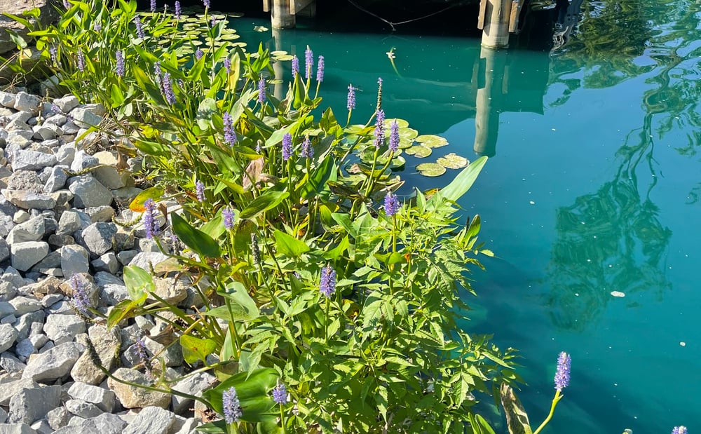 Eco-Friendly Solutions for Cattail Control: Protecting Wetlands Without ...