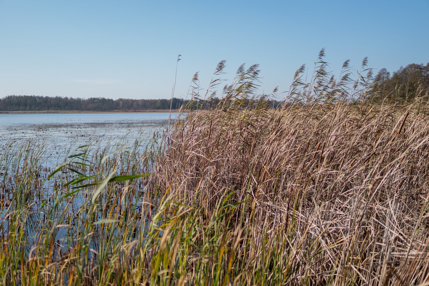 Eco-Friendly Solutions for Cattail Control: Protecting Wetlands Without ...